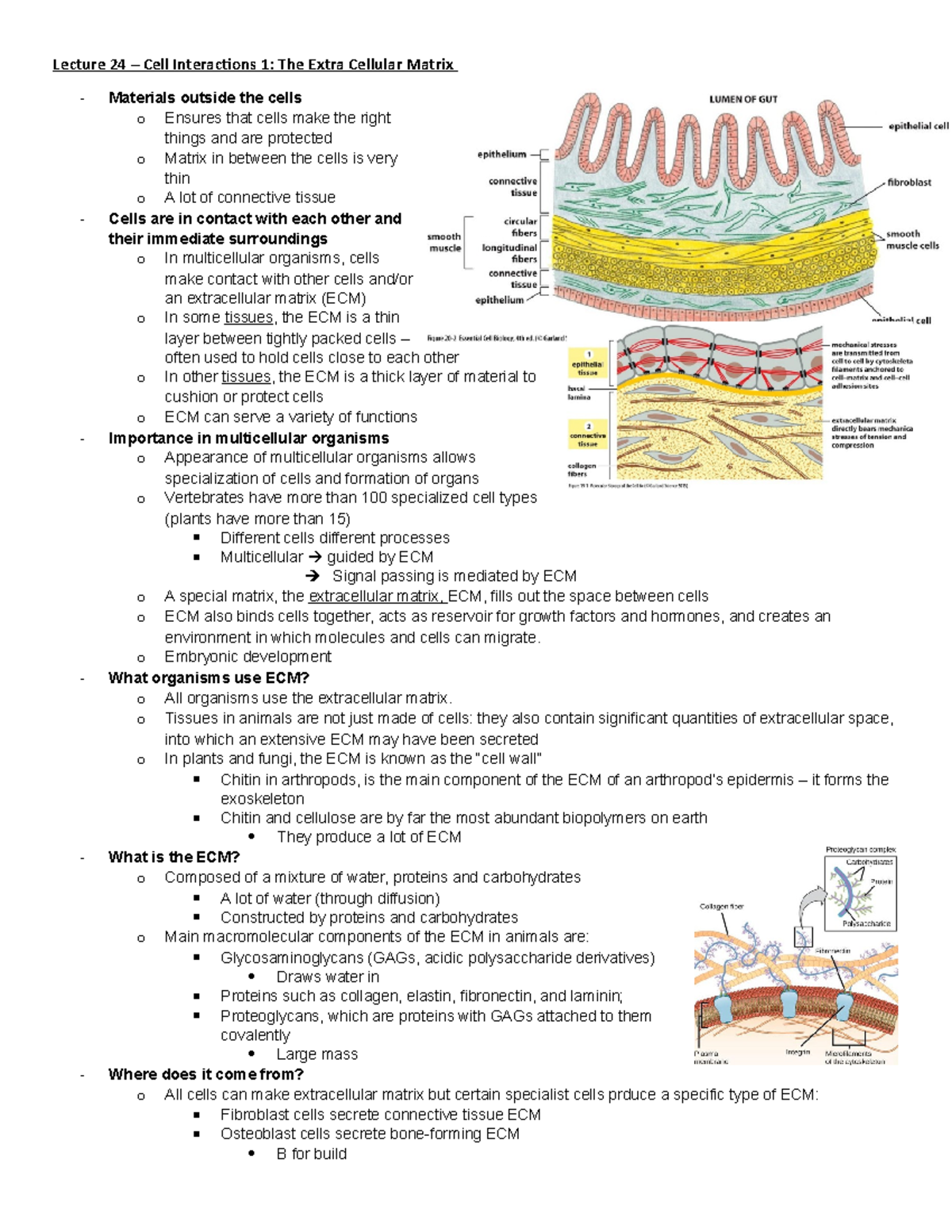24 - the end - Lecture notes 24-30 - Lecture 24 Cell Interactions 1 ...