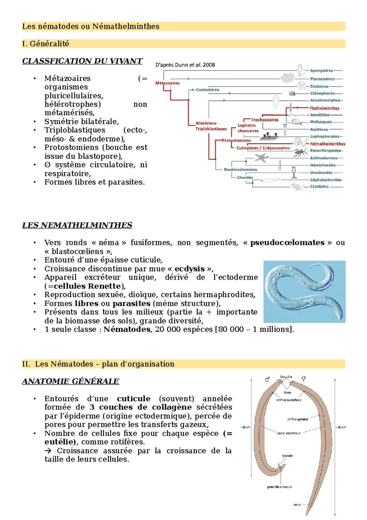 Les nématodes ou Némathelminthes - Généralité CLASSFICATION DU VIVANT ...