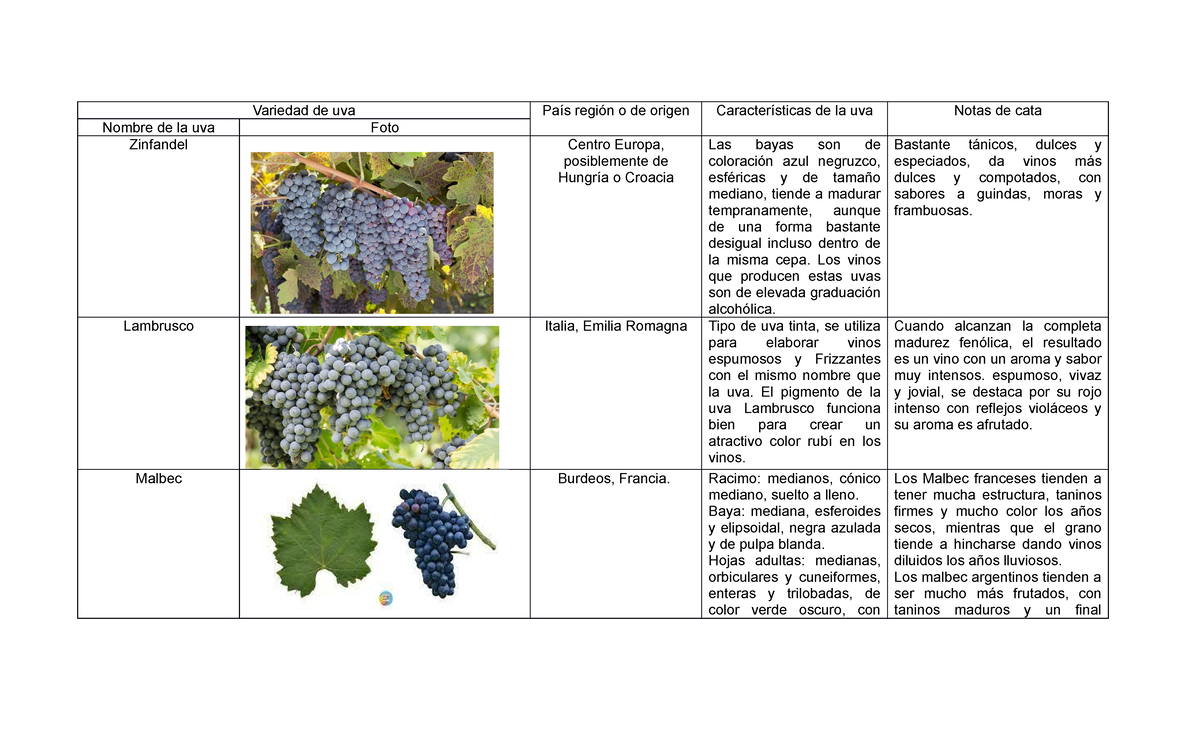 Variedad de uva - Descripción detallada de los tipos de uvas vinícolas que existen y cuales son ...