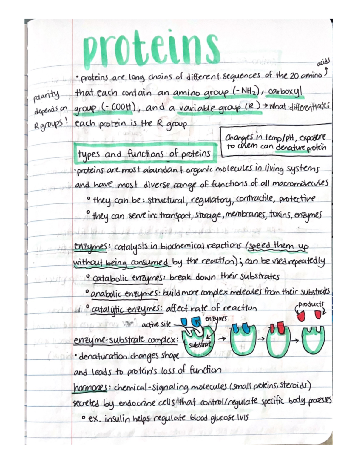 Proteins - AP Biology notes on the following topics: enzymes, amino ...