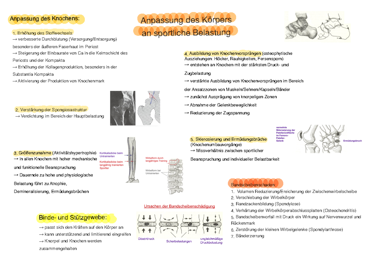 Anatomie: Anpassung An Belastung - Anpassung des Körpers an sportliche ...