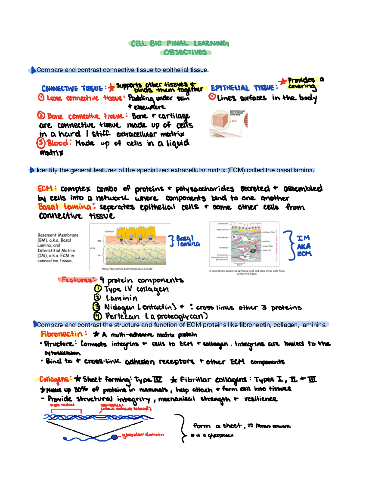 Note Nov 30, 2023 - Final exam notes - Compare and contrast connective ...
