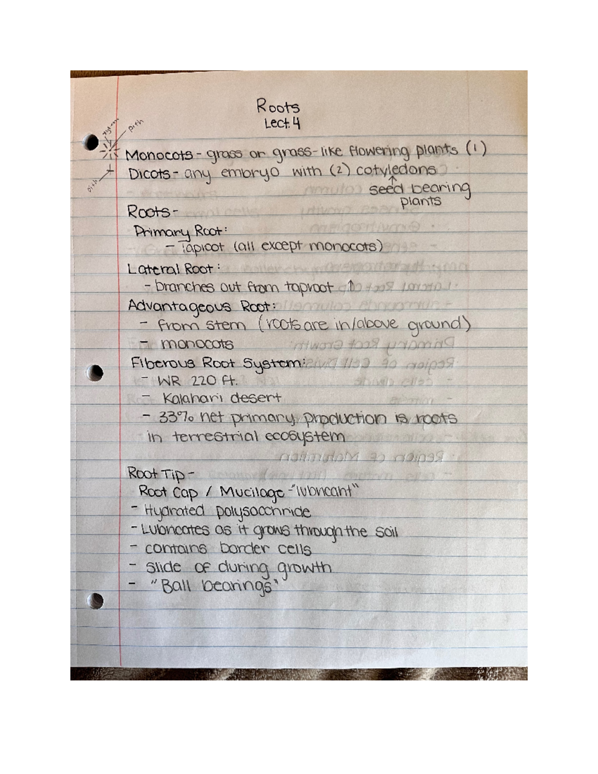 Botany - Lecture on Roots - BIOL 250 - Studocu