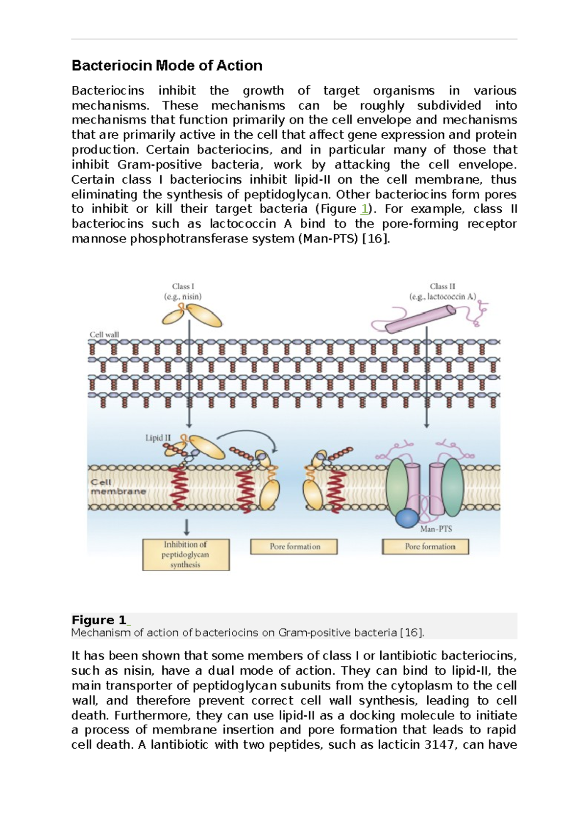 Bacteriocin Mode Of Action Bacteriocin Mode Of Action Bacteriocins Inhibit The Growth Of