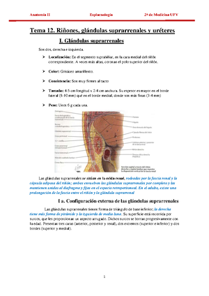 Anatomía II Tema 11 - ANATOMÍA II Tema 11. La transcavidad de los ...