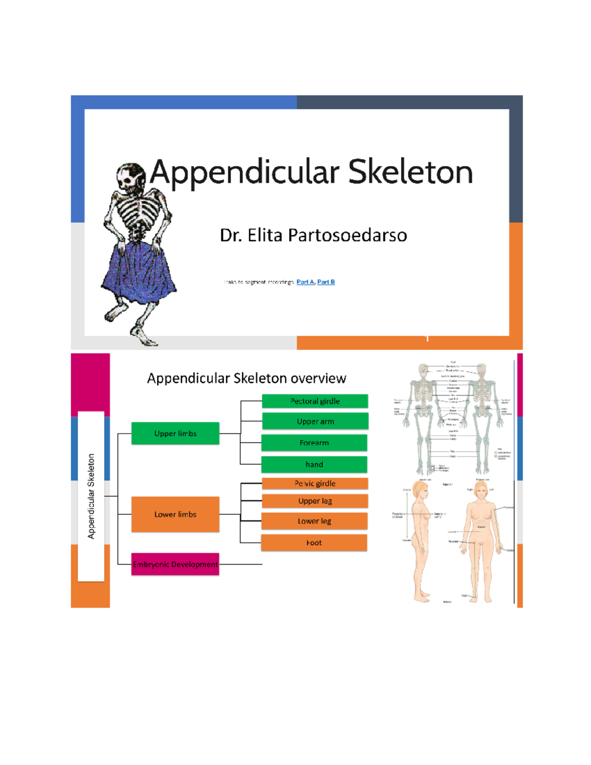 Lecture 11 Appendicular skeleton - HLSC1700 - Studocu