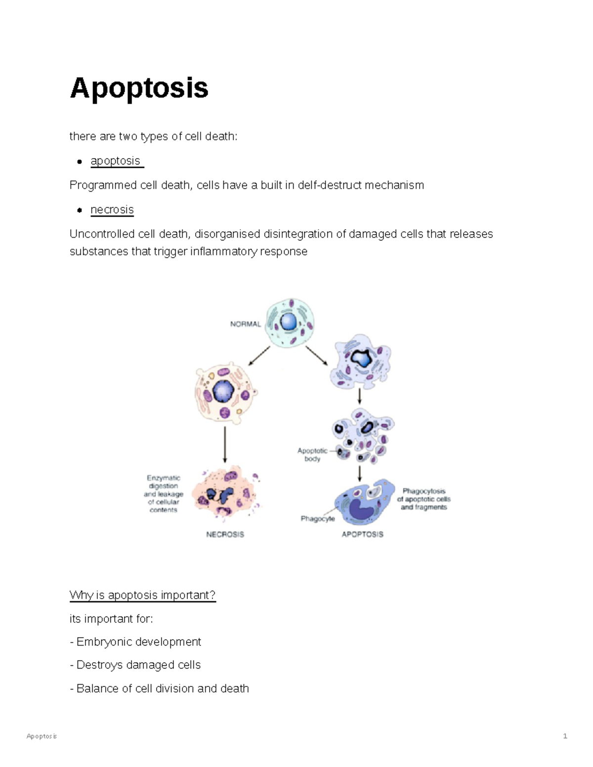 Apoptosis notes - Apoptosis there are two types of cell death ...