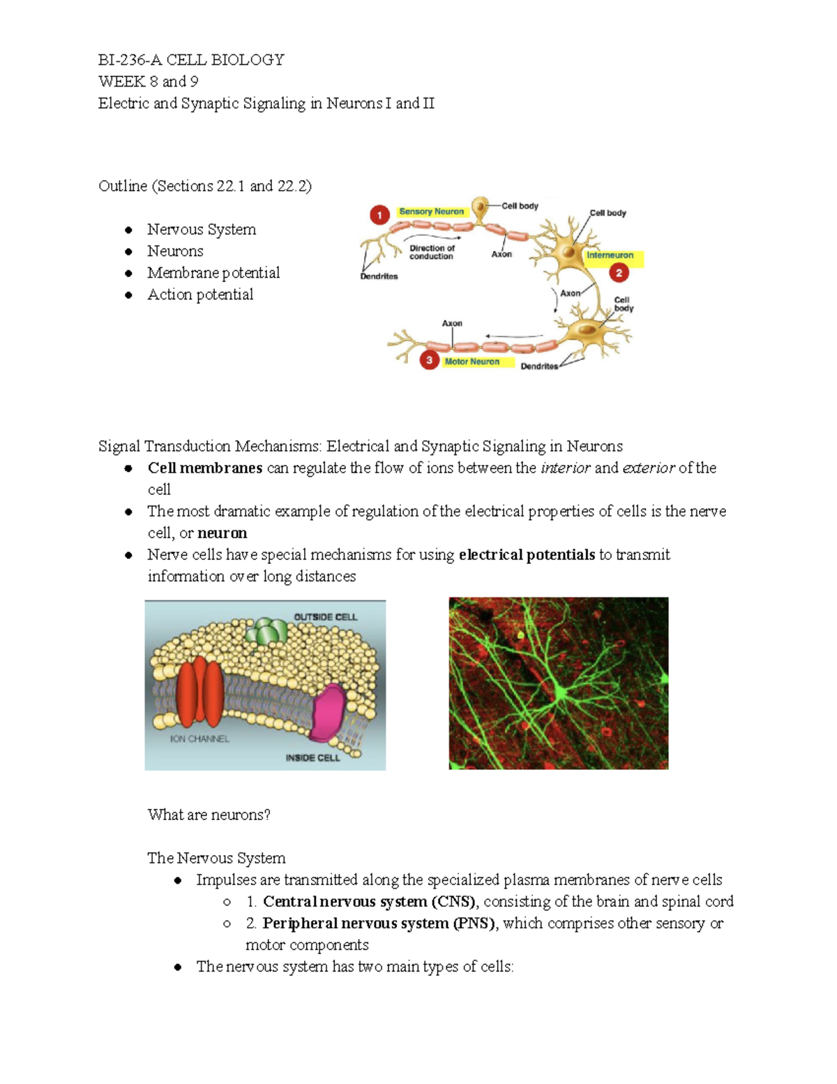 BI236 A Cell Biology Week 8 and 9 Electric and Synaptic Signalling in ...