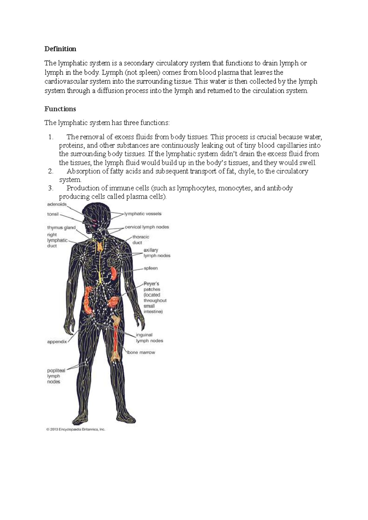 Lymphatic-System anatomy - Definition The lymphatic system is a ...