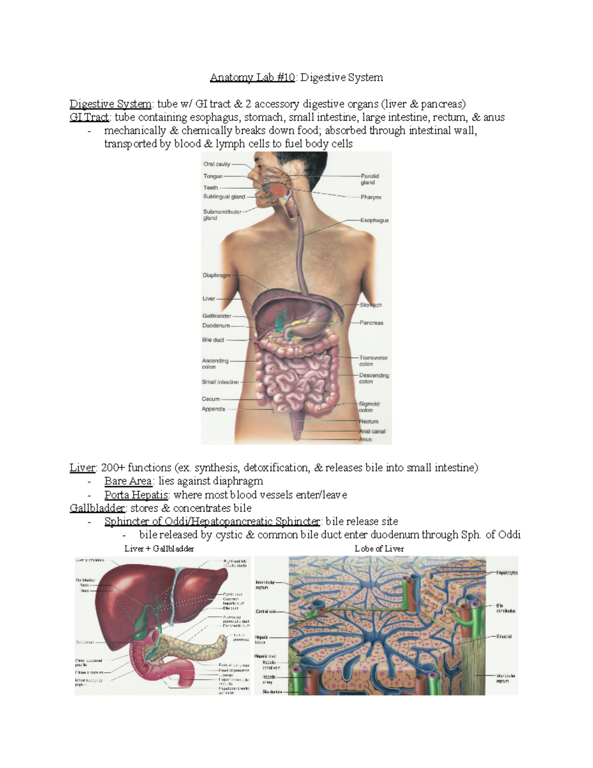 PHSC2302 Anatomy Lab #10 - Anatomy Lab #10: Digestive System Digestive ...
