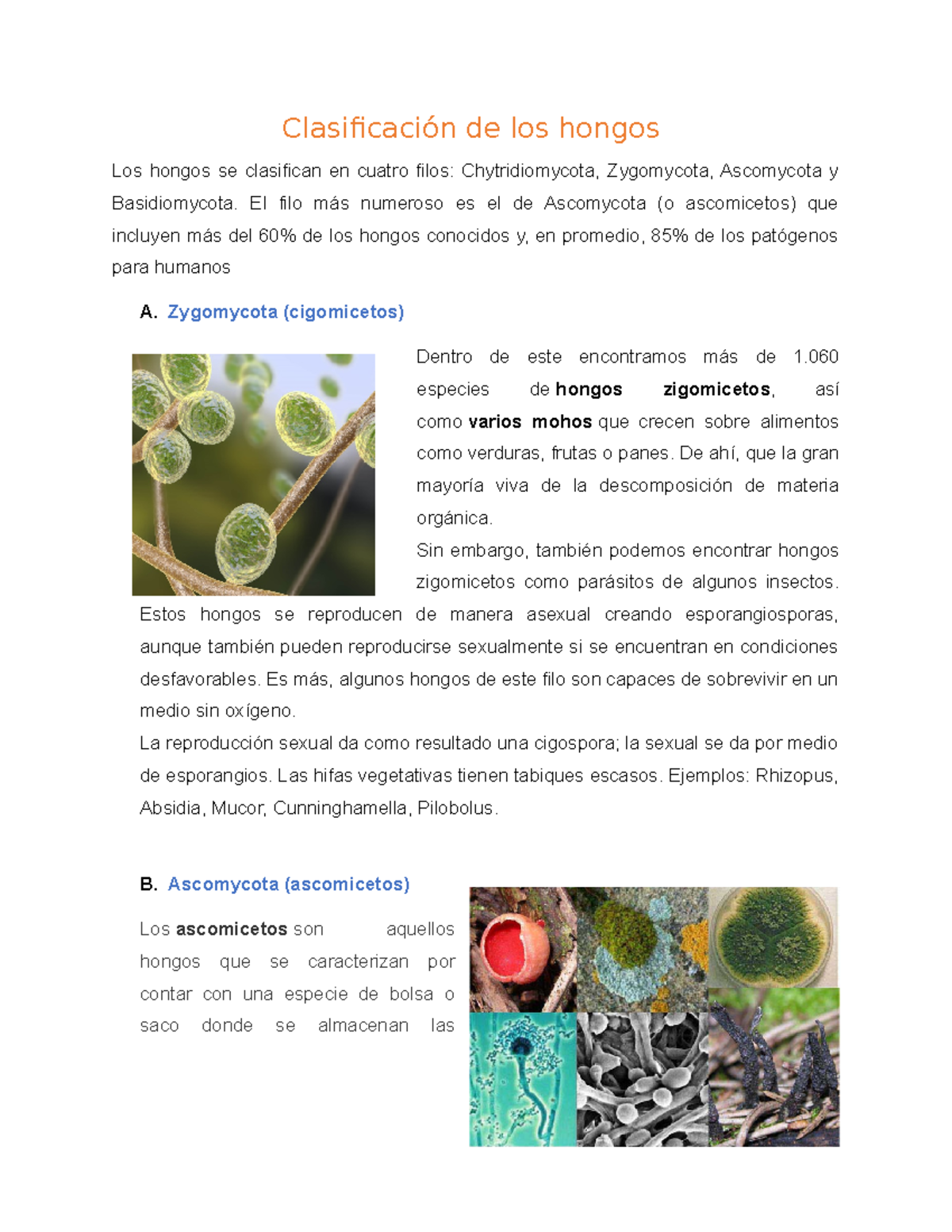 Clasificación de los hongos - Clasificación de los hongos Los hongos se ...