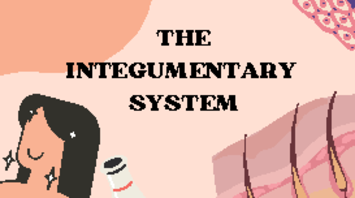 Integumentary-system-1 - THE INTEGUMENTARY SYSTEM THE INTEGUMENTARY ...