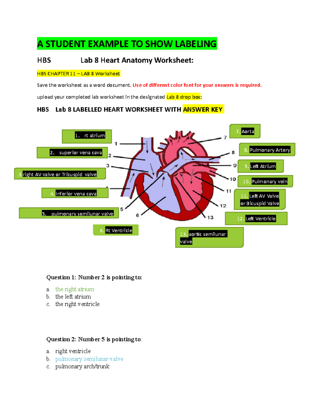 Lab 8 Worksheet - A STUDENT EXAMPLE TO SHOW LABELING HBS Lab 8 Heart ...