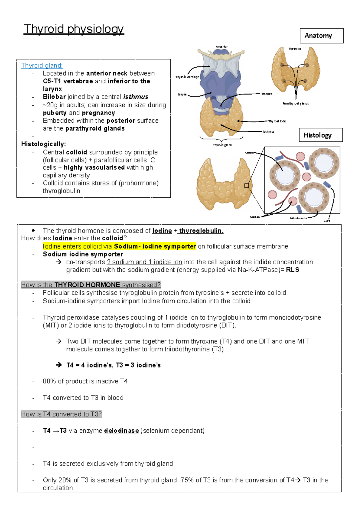 Thyroid physiology - Capillary Follicular cell Colloid C Cell Thyroid ...