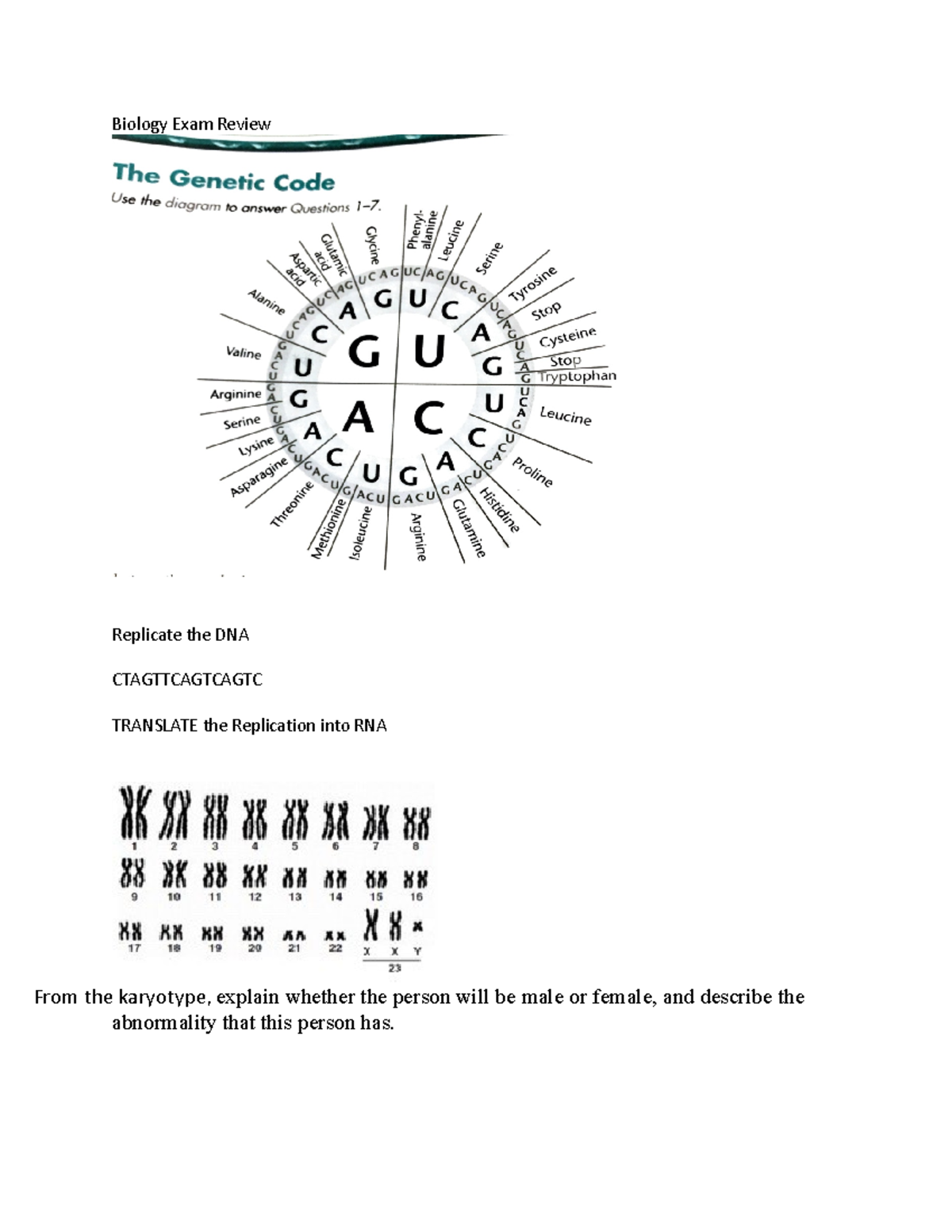 Biology Exam Review - hvjvvhjv - Biology Exam Review Replicate the DNA ...