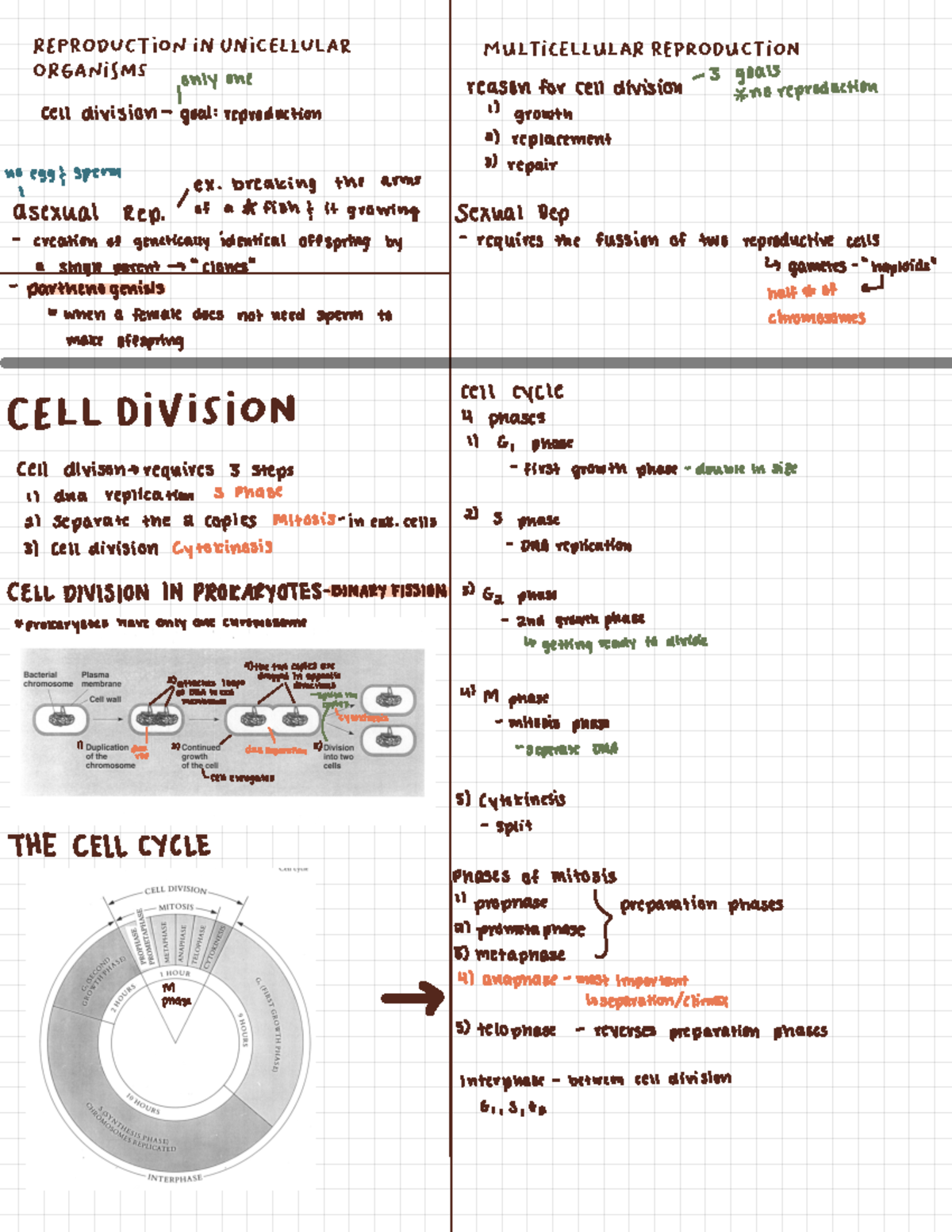 Biology - Overview of Cell Cycle - R rO cT n iN uN eL lA oR nI s M tI ...