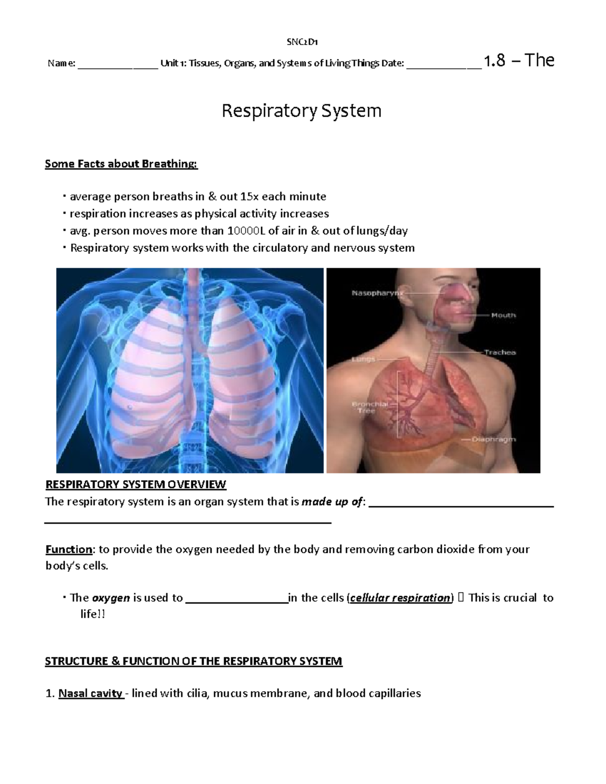 1.8 - The Respiratory System Student - SNC2D Name ...