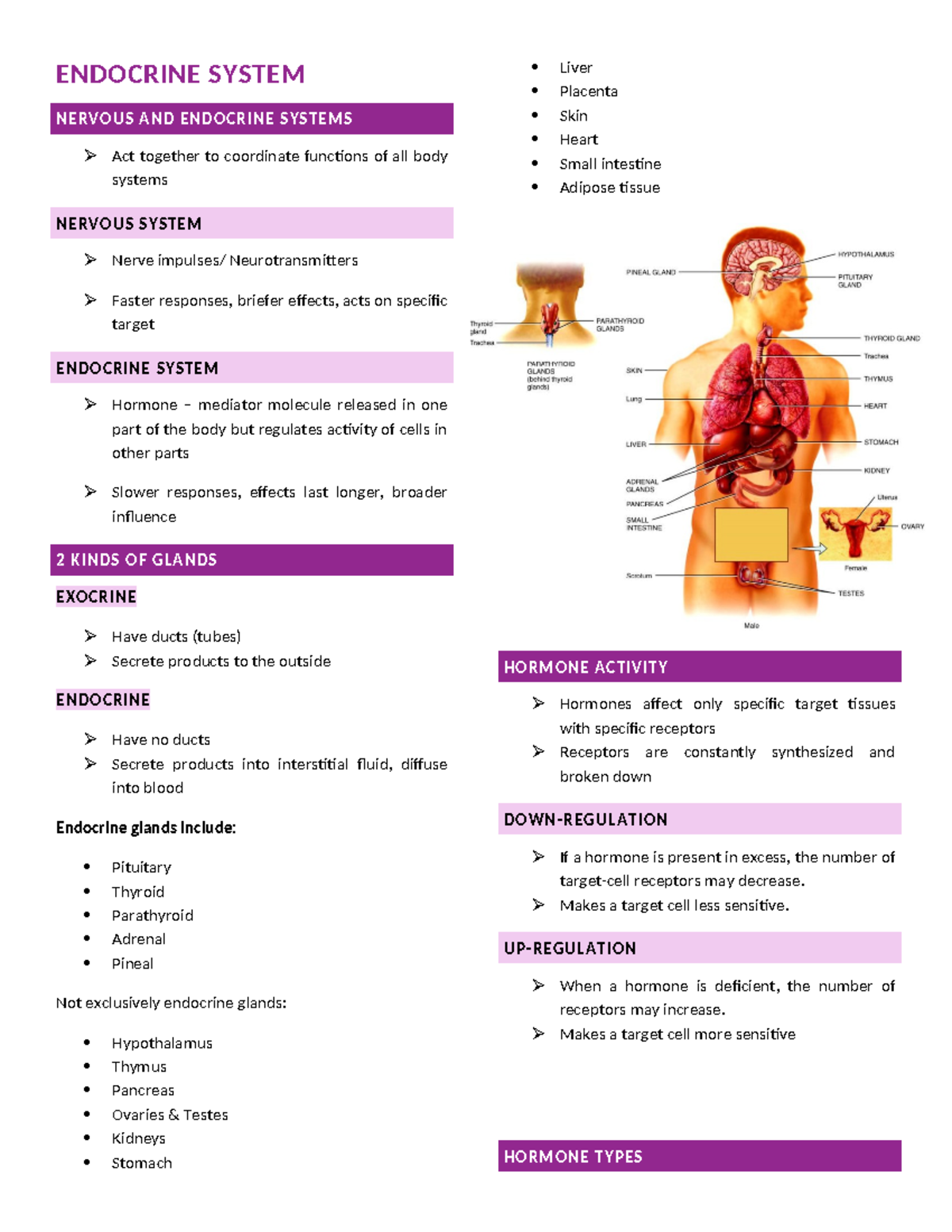Endocrine System - ENDOCRINE SYSTEM NERVOUS AND ENDOCRINE SYSTEMS Act ...