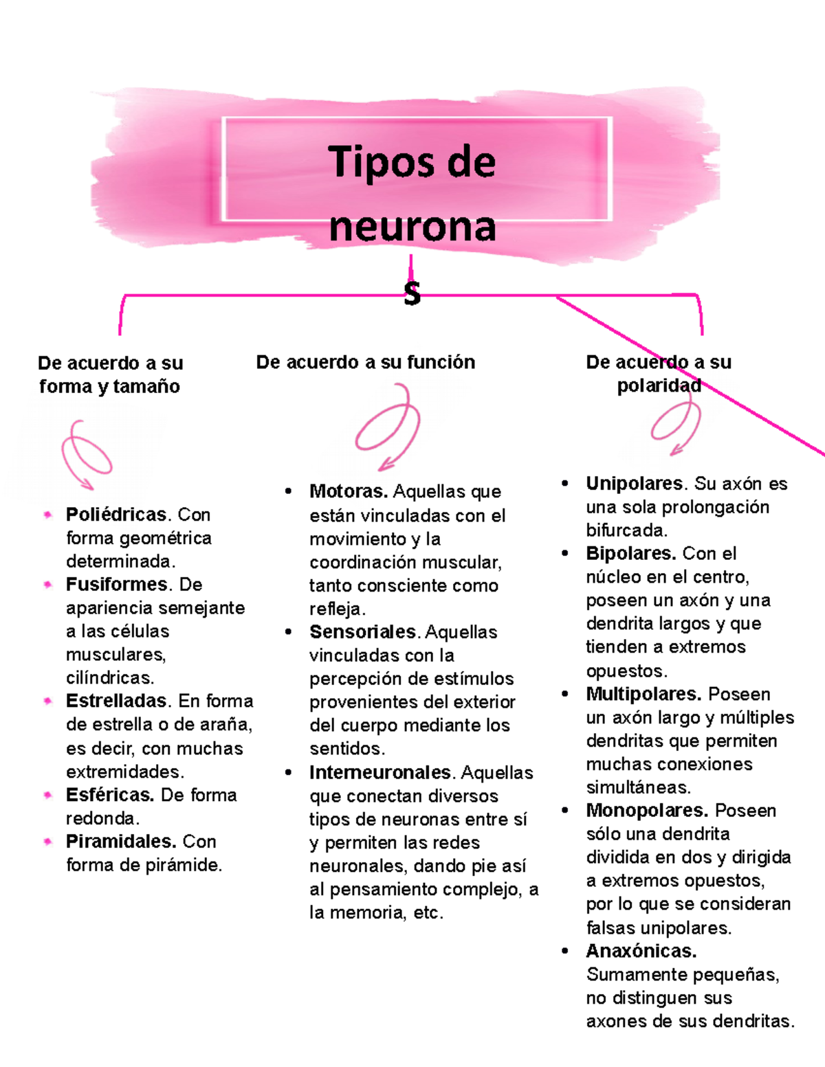 Las neuronas poseen una morfología definida y que se compone de cuatro ...