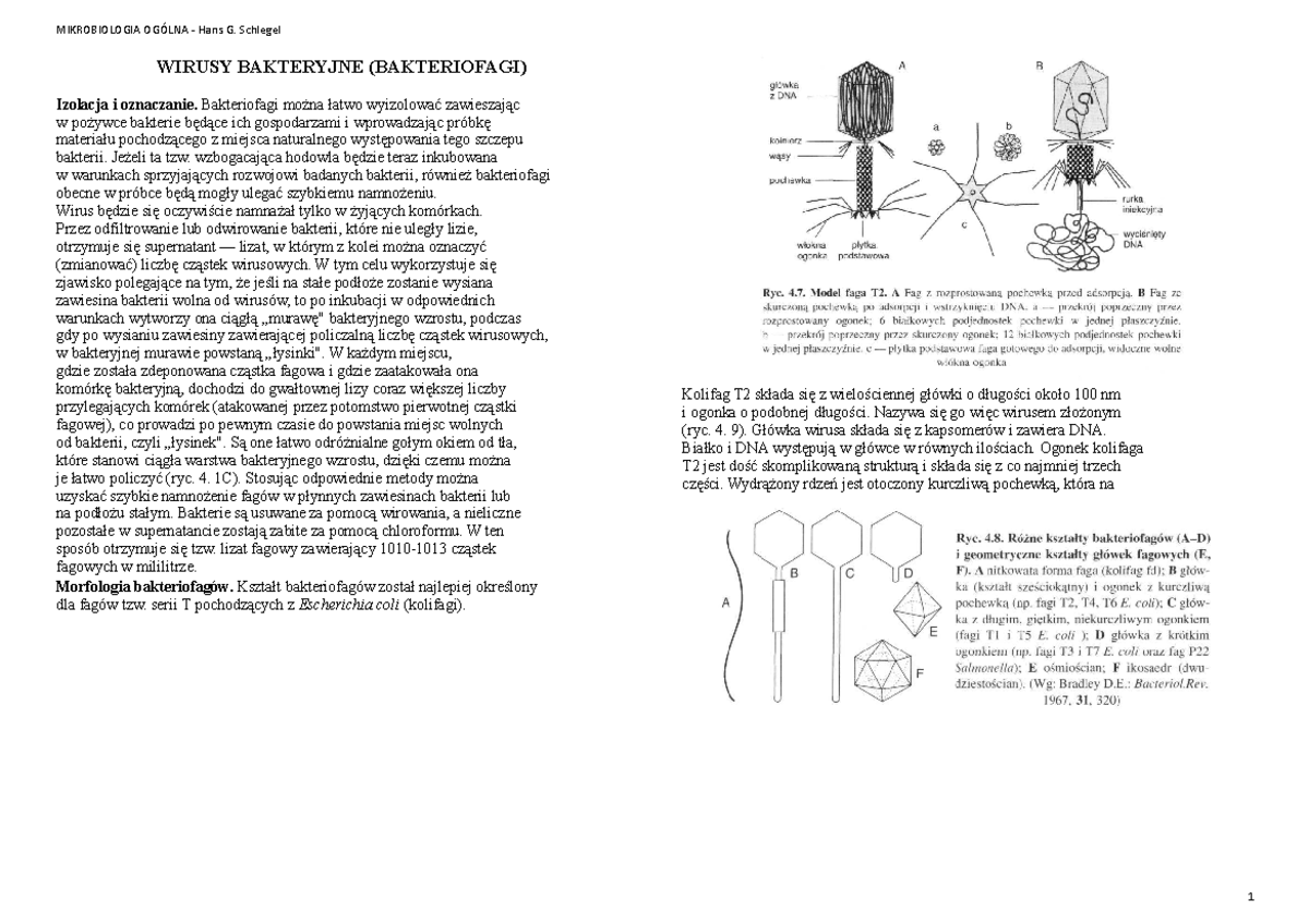 Wirusy Bakteryjne ( Bakteriofagi) - MIKROBIOLOGIA OGÓLNA - Hans G ...
