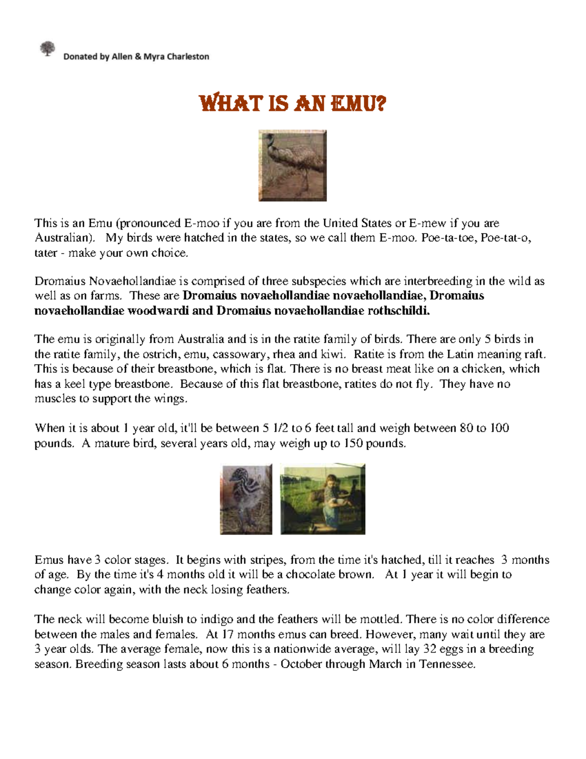 2-What-is-an-Emu - Behaviour of animals - What is an Emu? This is an ...