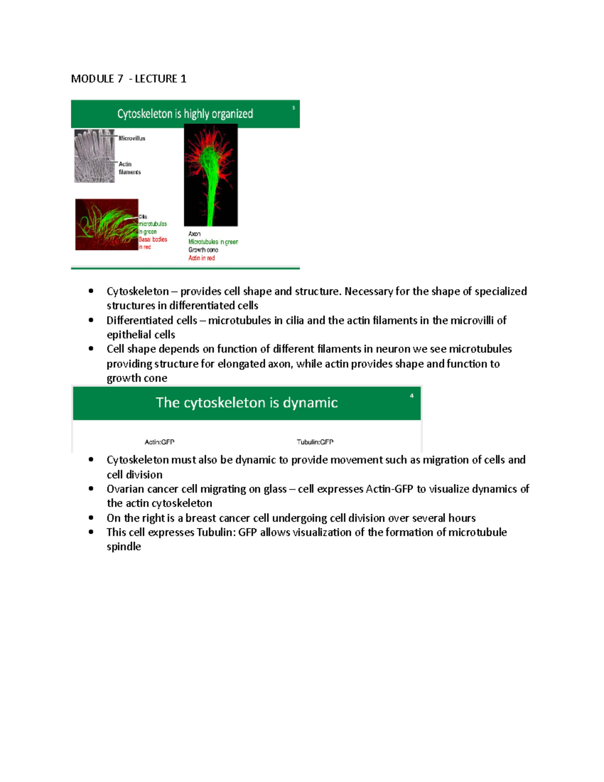 BIO 2BO3 TEST 2 - Lecture notes test 2 - MODULE 7 - LECTURE 1 ...