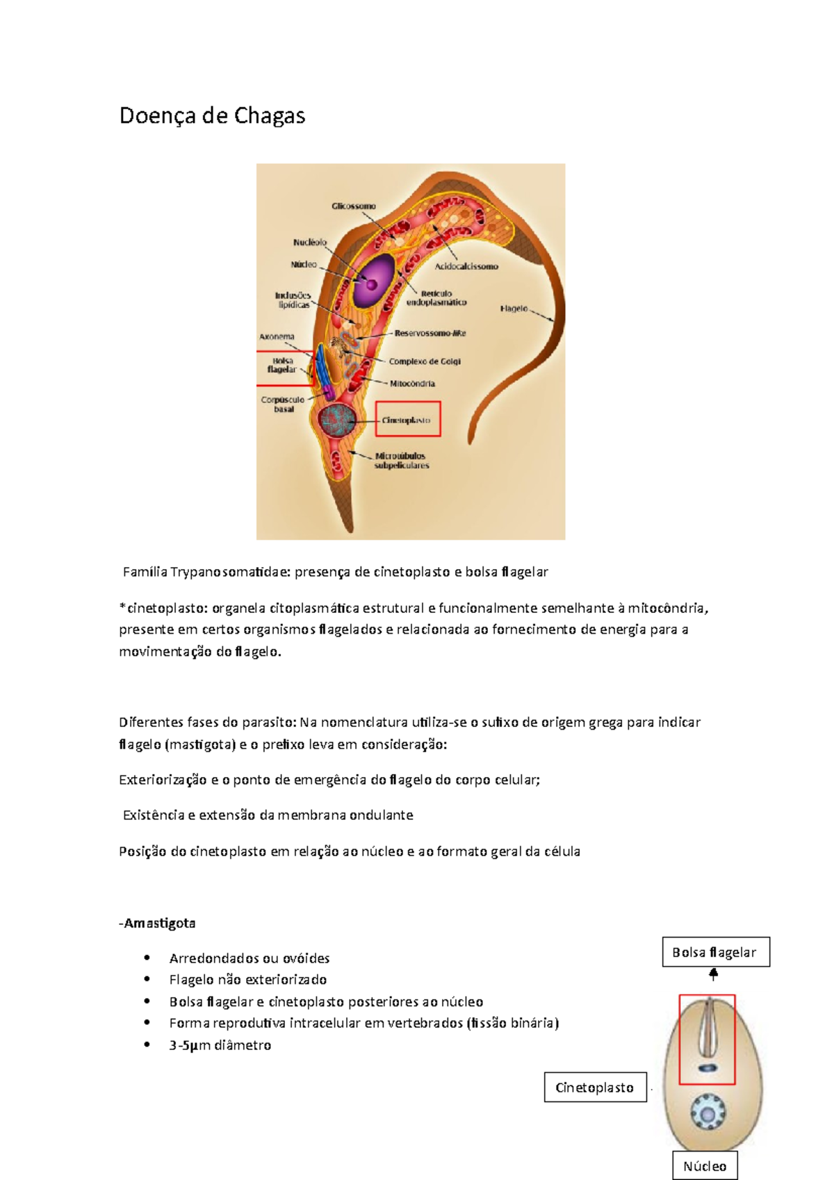 Doença de Chagas - de Chagas Trypanosomatidae: de cinetoplasto e bolsa ...