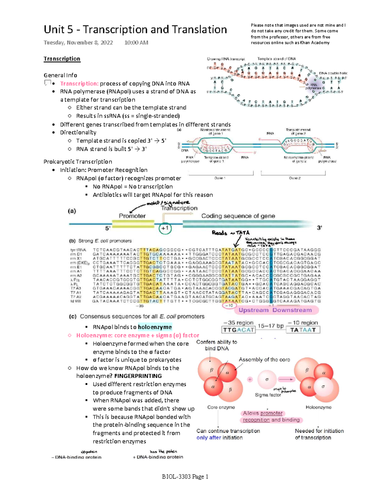 Unit 5 - Transcription and Translation - Transcription General Info ...