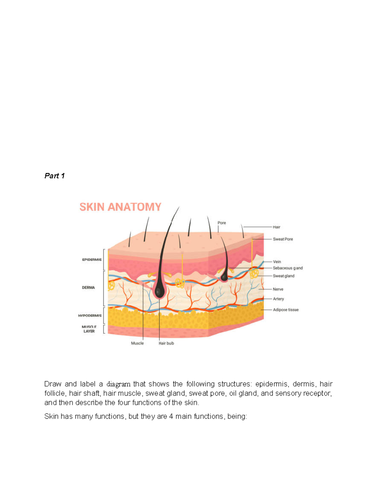 Actividad 2 hbc - activity 2, graded with a 100 - Part 1 Draw and label ...