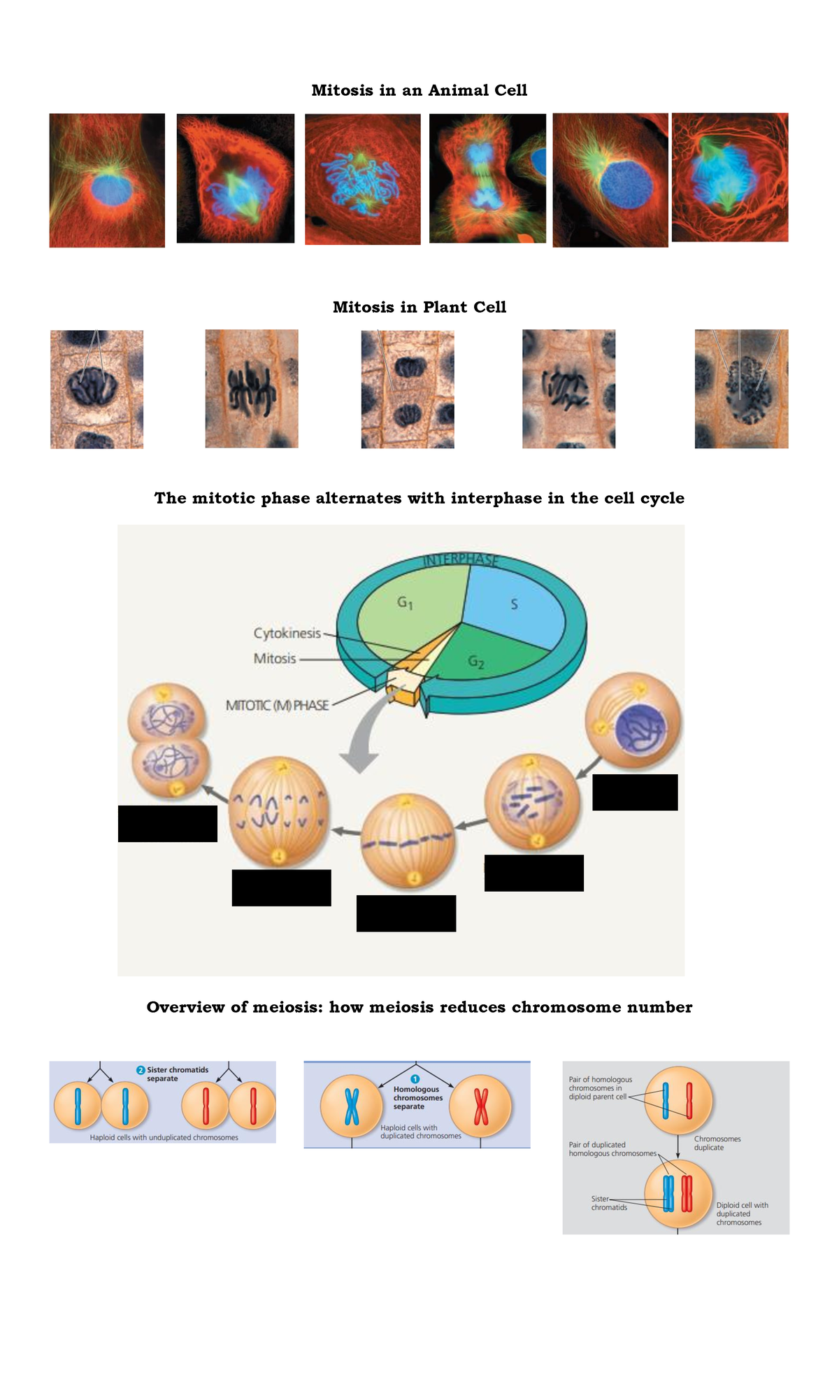 Mitosis in an Animal Cell Figures - General Biology - Mitosis in an ...