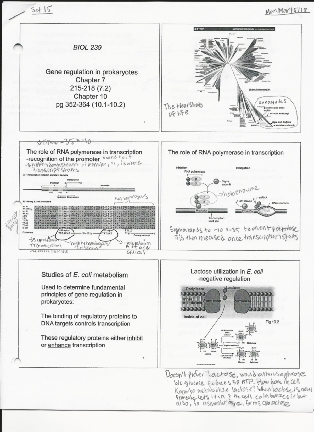 Set 15 prokary gene reg - Lecture notes 15 - Biol 239 - Studocu