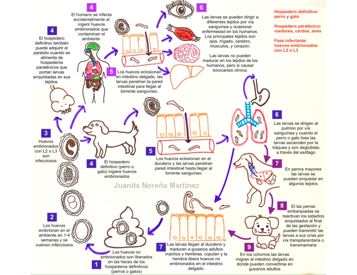 Ciclo de vida de Toxocariasis - Práctica Clínica en Parasitología ...