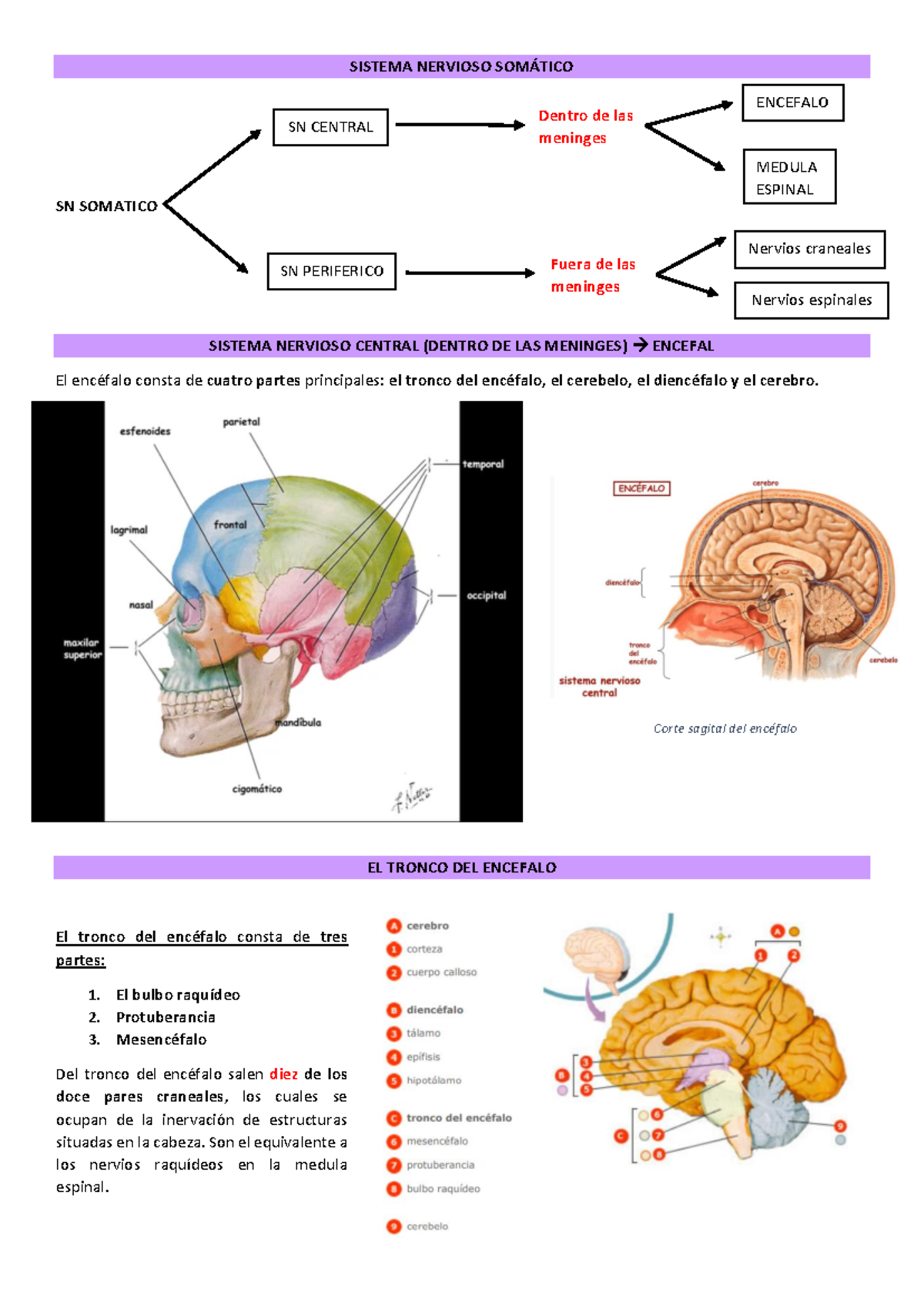 Sistema Nervioso Somático (SN Central) - SISTEMA NERVIOSO SOMÁTICO SN ...