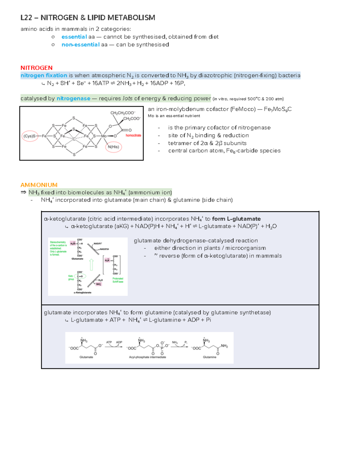 L22 Biochemistry BIOL10212 Notes - L22 – NITROGEN & LIPID METABOLISM ...