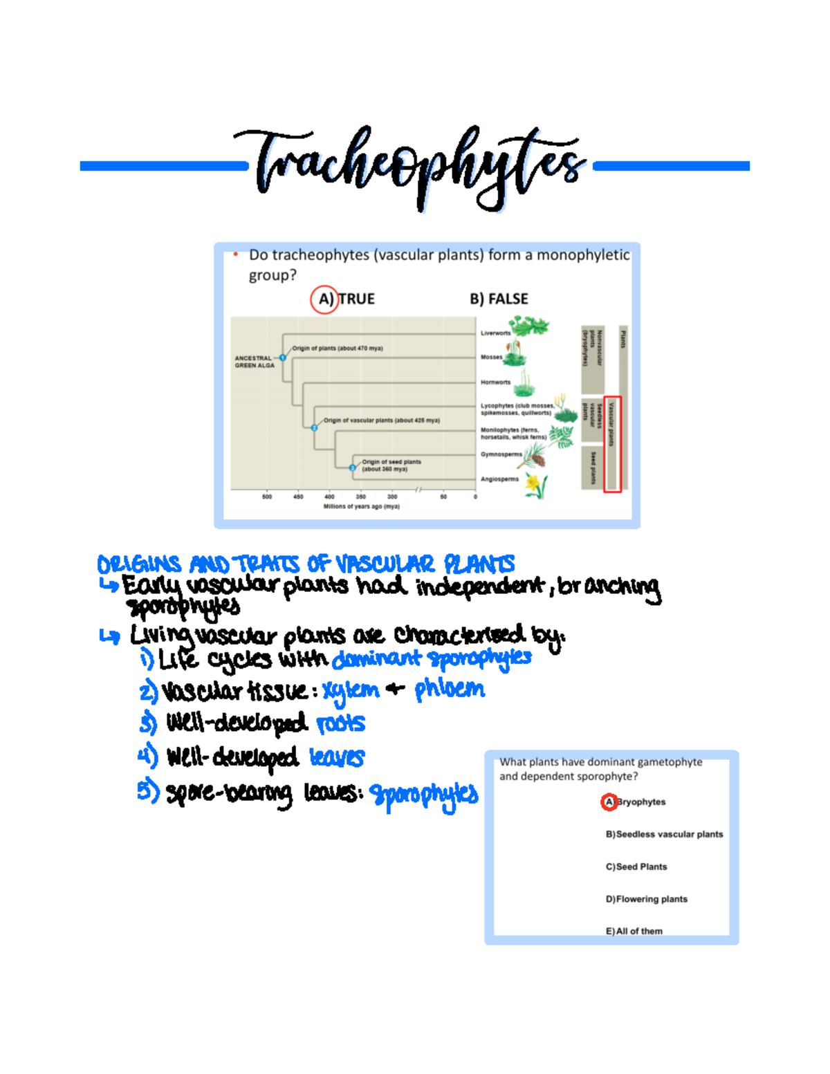 Lecture 14 Tracheophytes - Tracheophytes ...