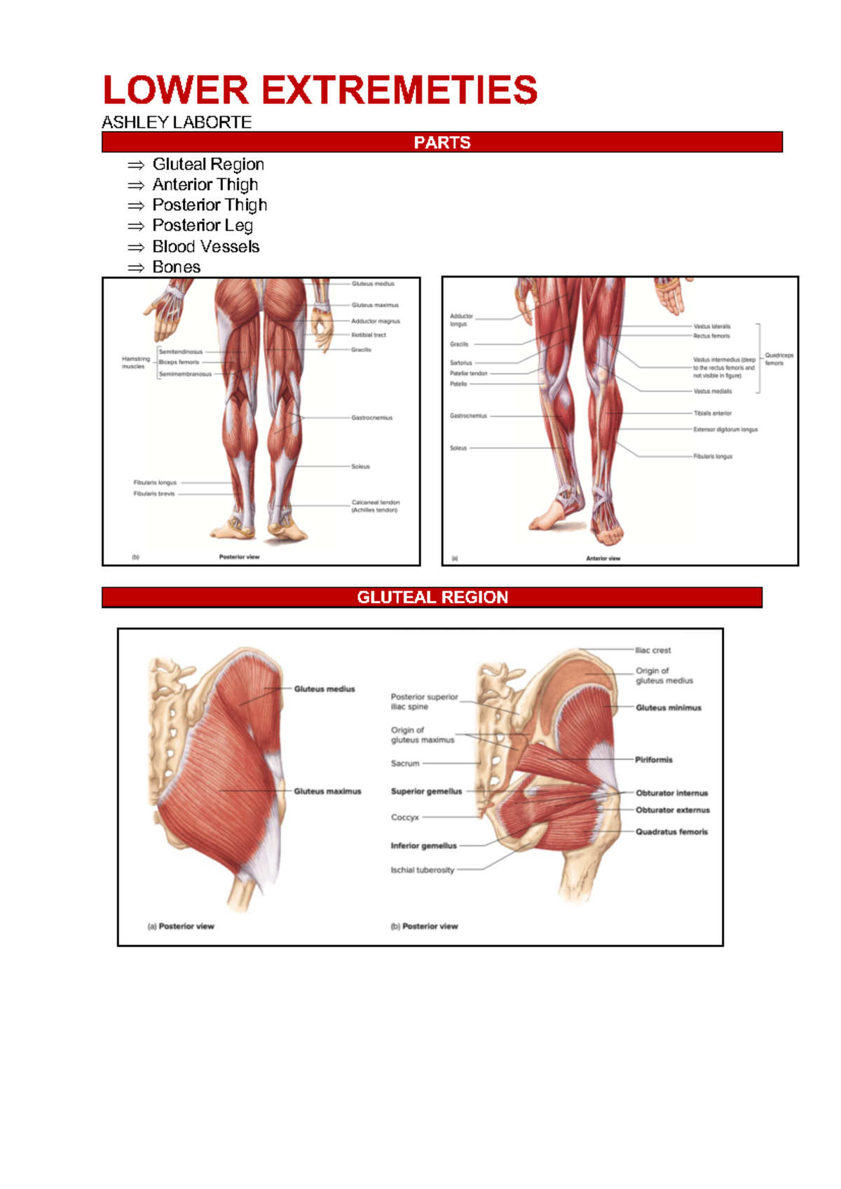 Lower Extremities Reviewer - ASHLEY LABORTE PARTS Þ Gluteal Region Þ ...