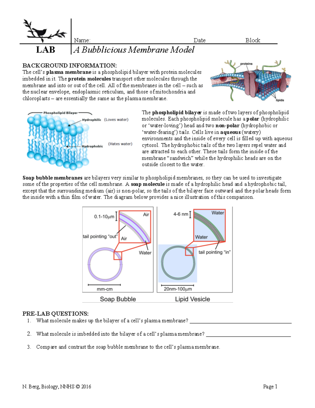 Cell Membrane Lab - Yuh - Name: Date Block LAB A Bubblicious Membrane ...