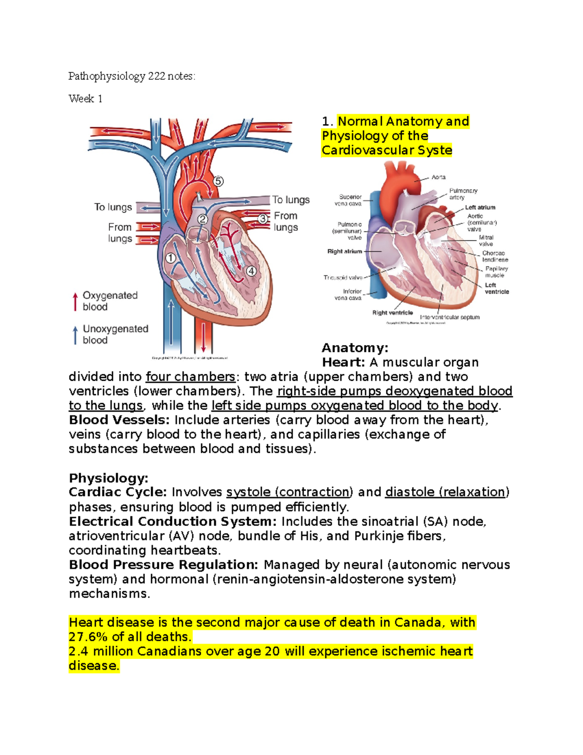 Patho notes - Pathophysiology 222 notes: Week 1 1. Normal Anatomy and ...