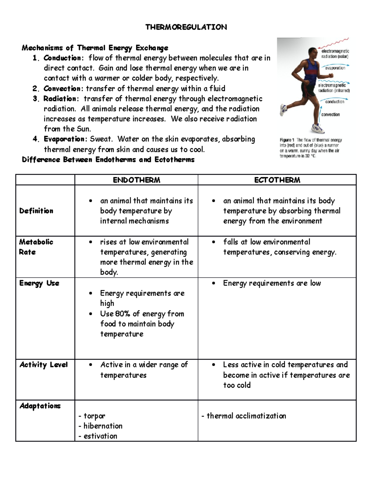 Thermoregulation - THERMOREGULATION Mechanisms of Thermal Energy ...