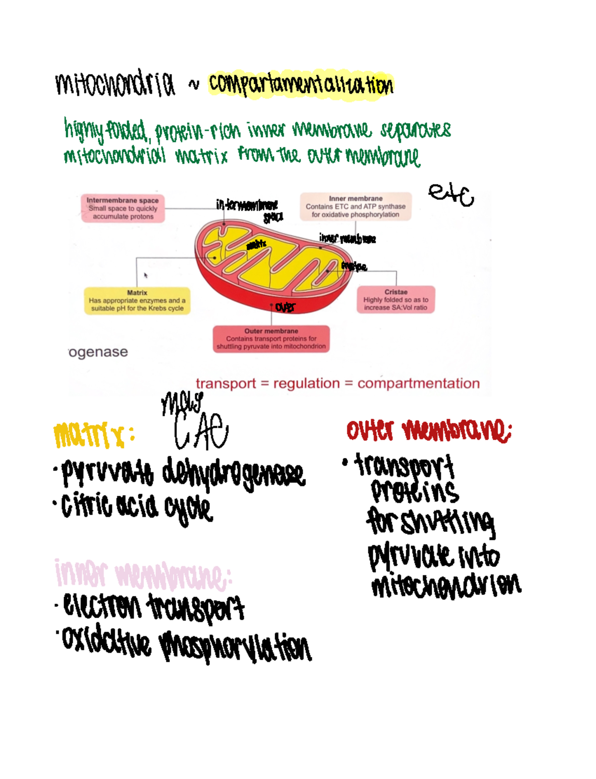 Exam 3 study guide - mitochondria n compartmentalization highlyfoldedprotein rich inner membrane ...