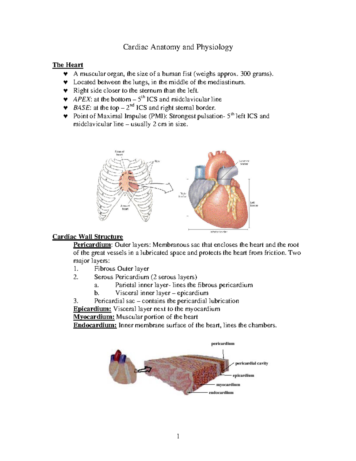 Cardiac-anatomy-physiology - Cardiac Anatomy and Physiology The Heart A ...