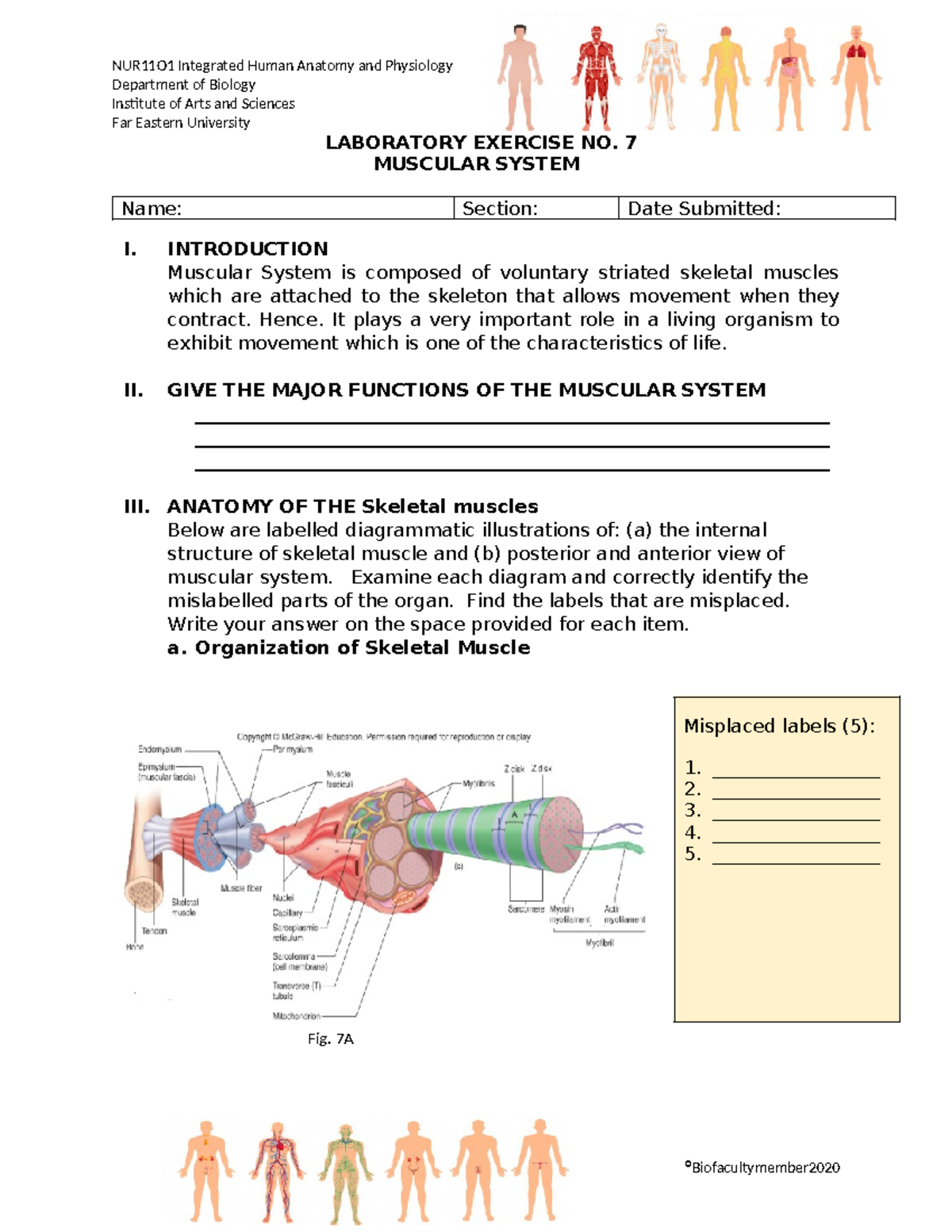 LAB Exercise 7 Muscular System%23 - Department of Biology Institute of ...