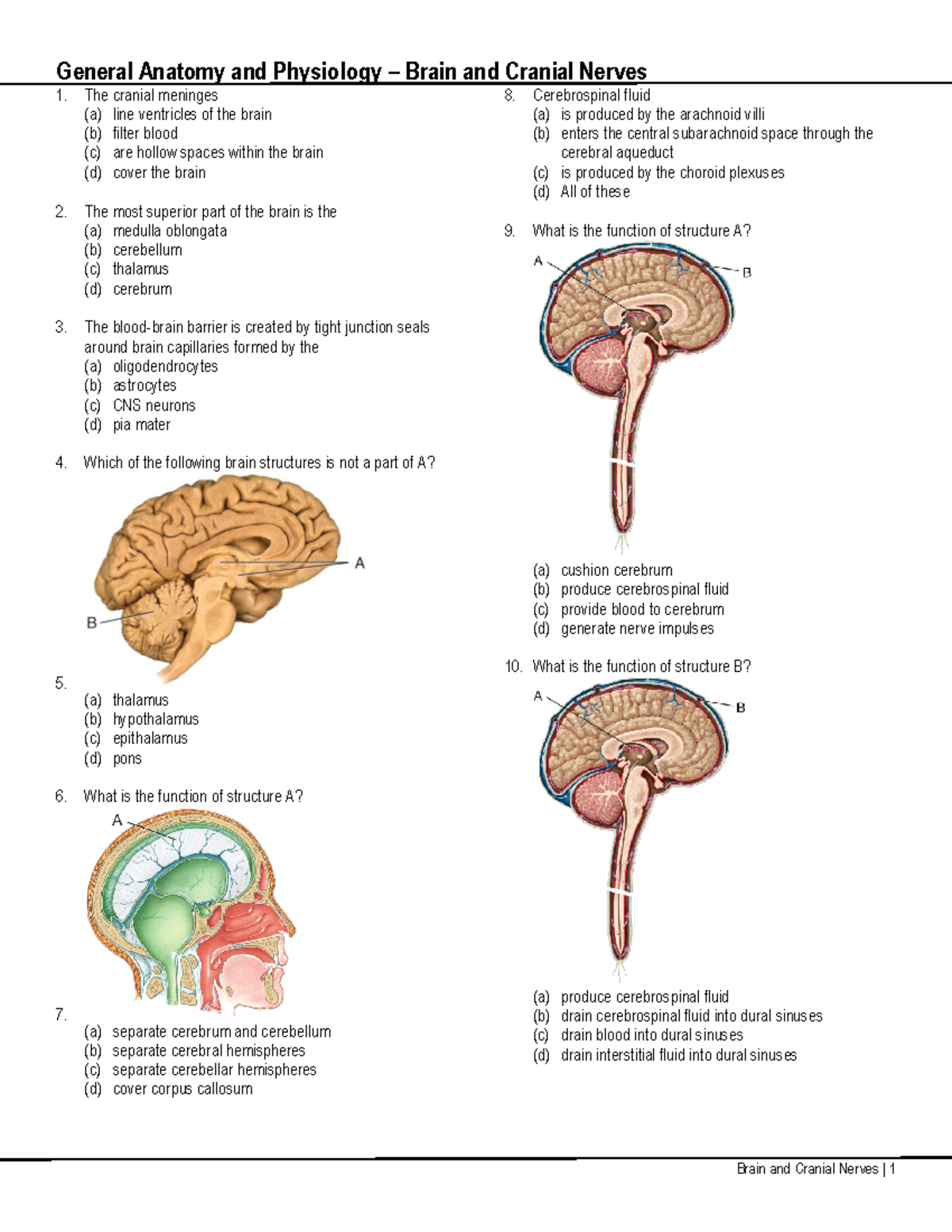 General Anatomy and Physiology – Brain and Cranial Nerves - 1. The ...