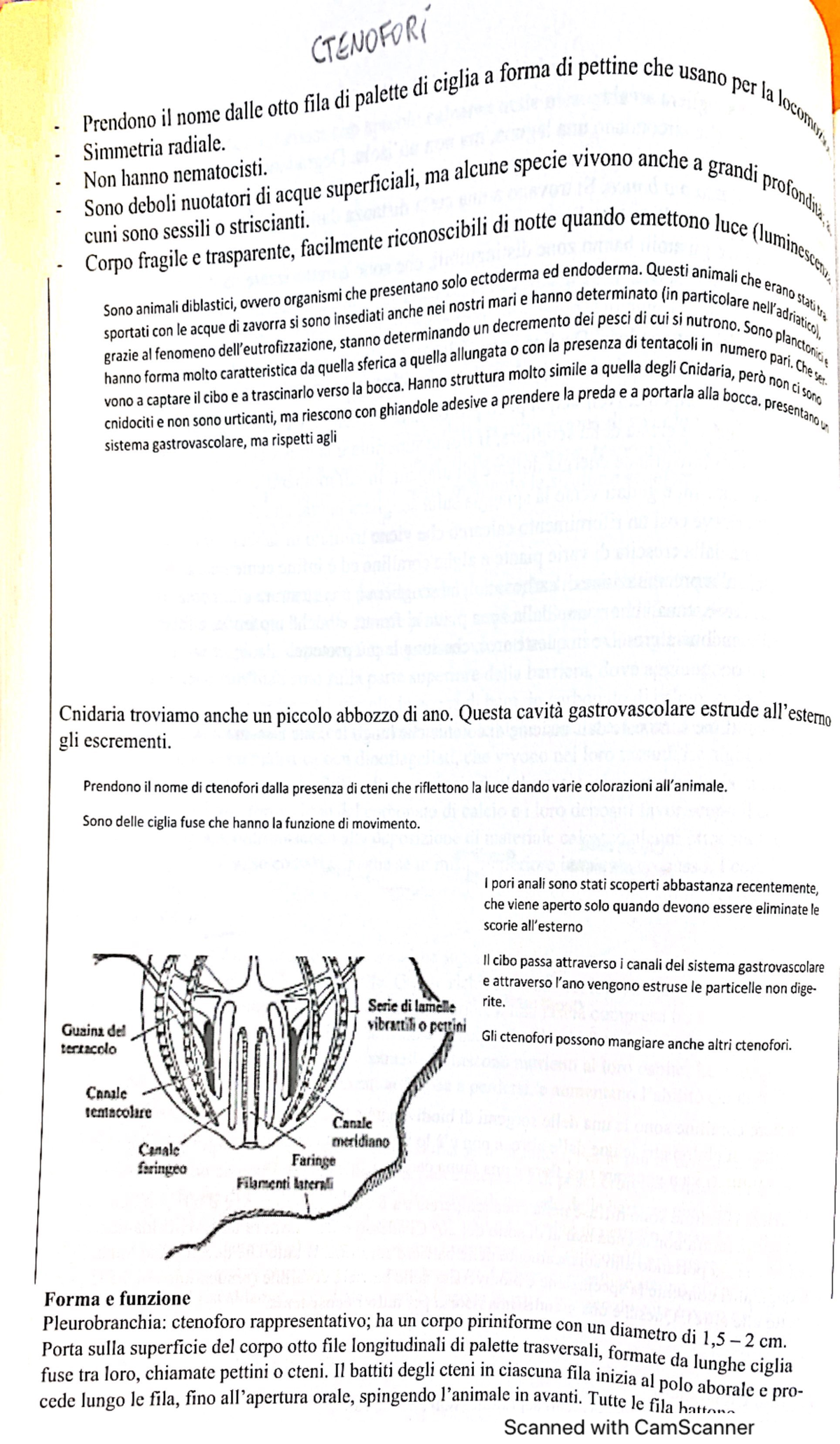 Ctenofori - Il phylum Ctenophora (dal greco: ktenos, "pettine" e phoron ...