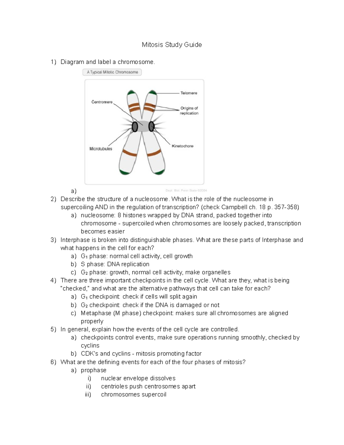 Mitosis Study Guide - Lecture notes 3 - Mitosis Study Guide Diagram and ...