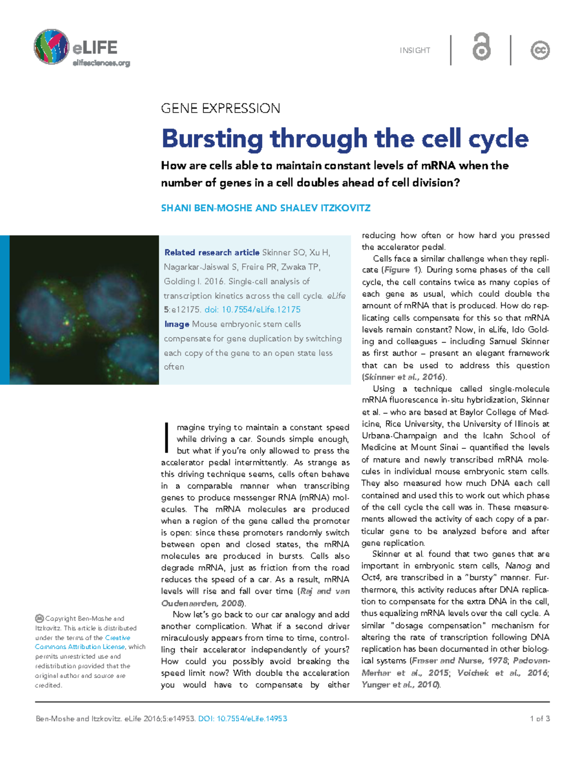 Gene regulation during cell cycle - GENE EXPRESSION Bursting through ...