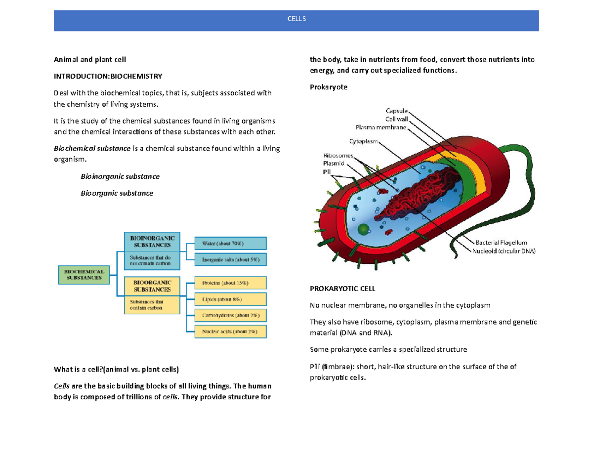 Cells - CELLS Animal and plant cell INTRODUCTION:BIOCHEMISTRY Deal with ...