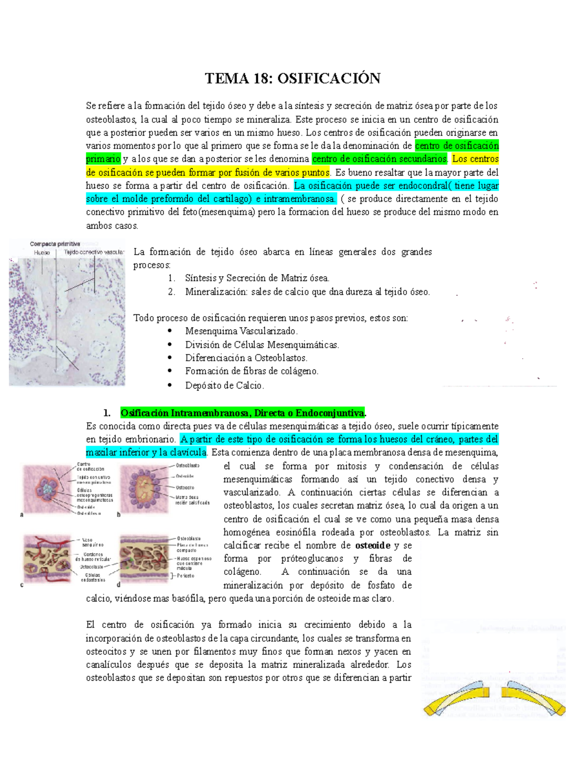 TEMA 18 Osificacion - TEMA 18: OSIFICACIÓN Se refiere a la formación ...