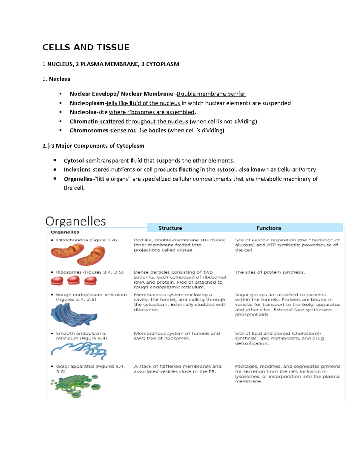 Anaphy Cells and Tissues - CELLS AND TISSUE 1 NUCLEUS, 2 PLASMA ...