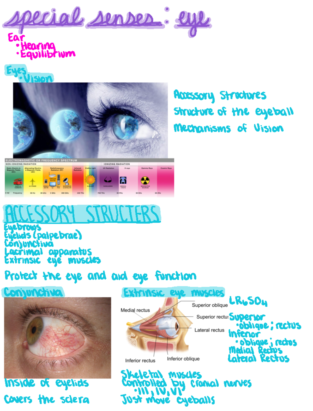 Special Senses: Eye - special senses eye Ear Yitingrium Eye vision ...